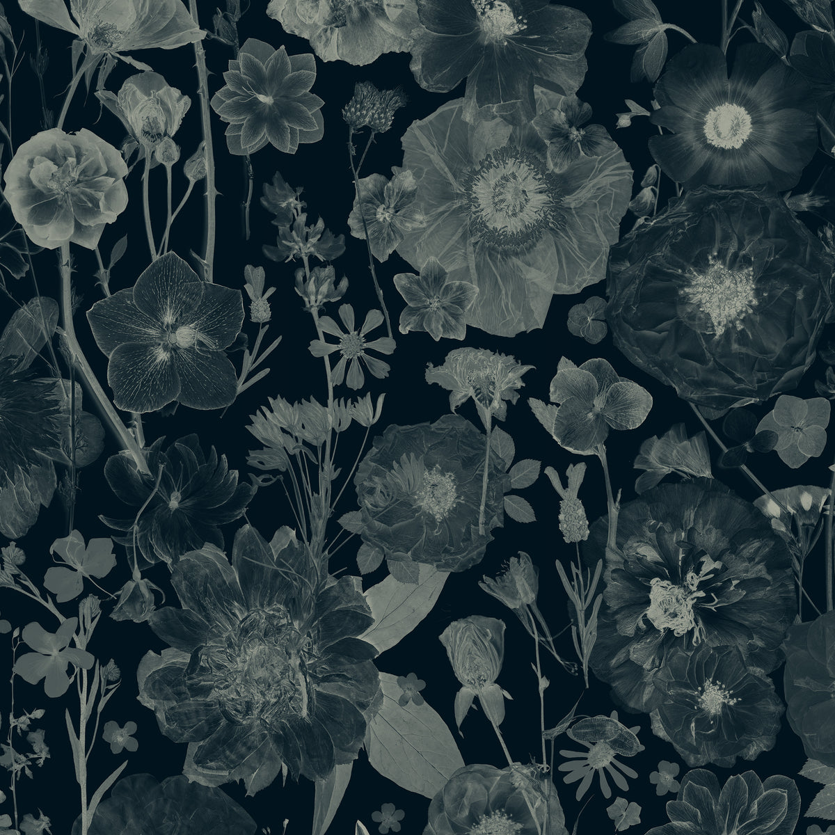 Spring Fever - Ink - Pressed Flower Wallpaper – Domain of The Flowerings