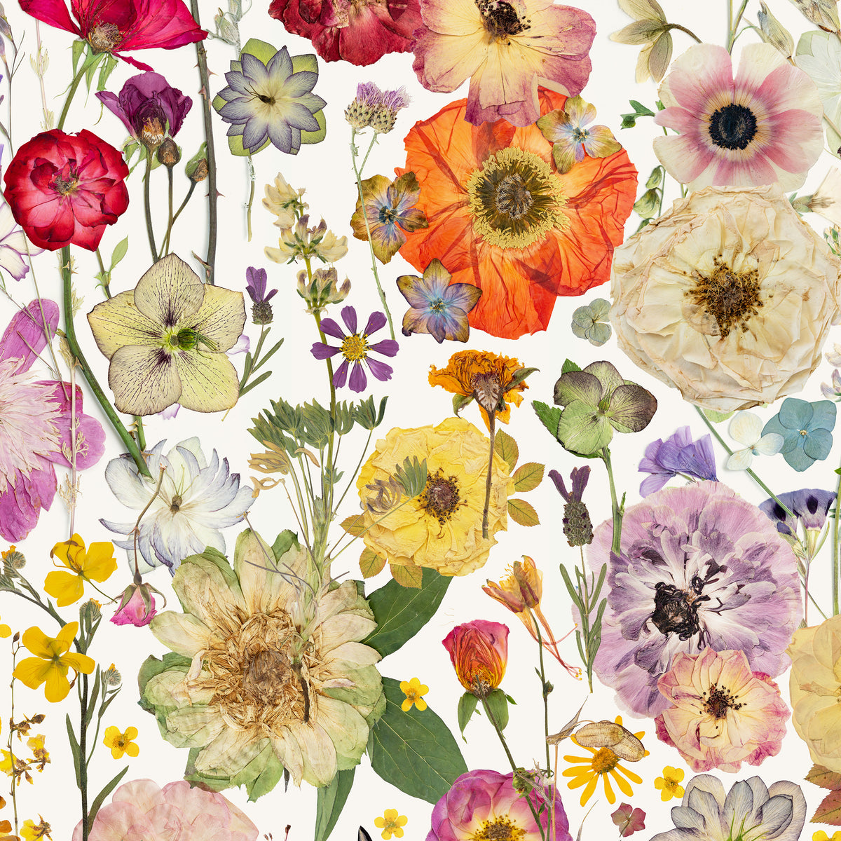 Spring Fever - Pressed Flower Wallpaper – Domain of The Flowerings